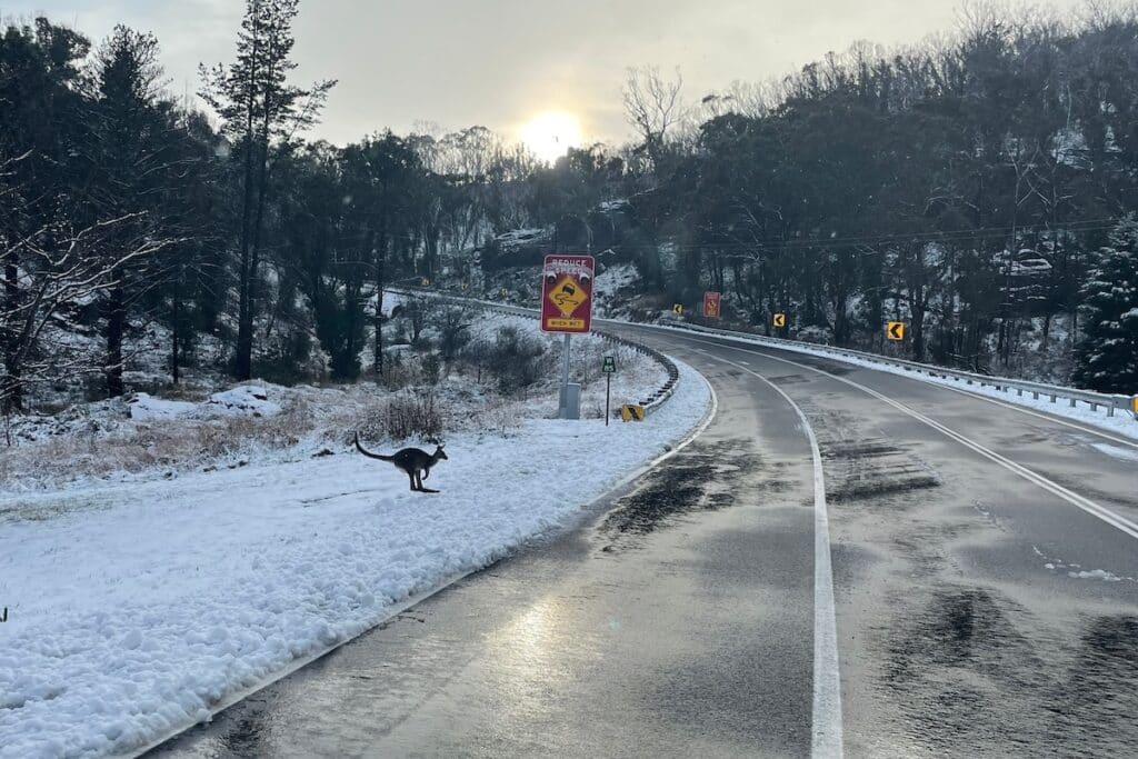Wildlife campaign targets country road crashes